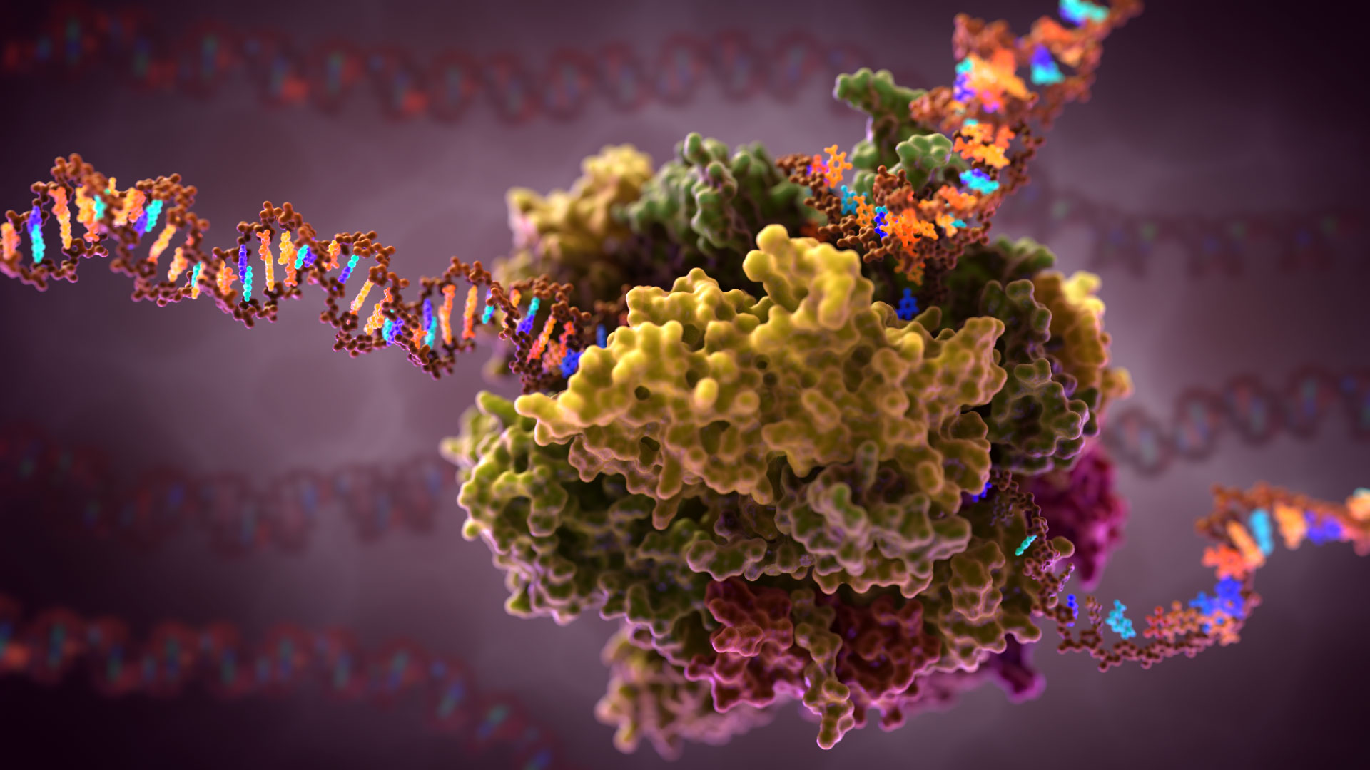 RNA Polymerase Transcription Scientific Illustration GIF Medical RNA Polymerase Transcription Scientific Illustration GIF Medical